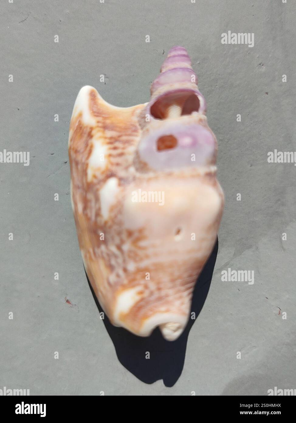 True Conchs (Strombidae Stock Photo - Alamy