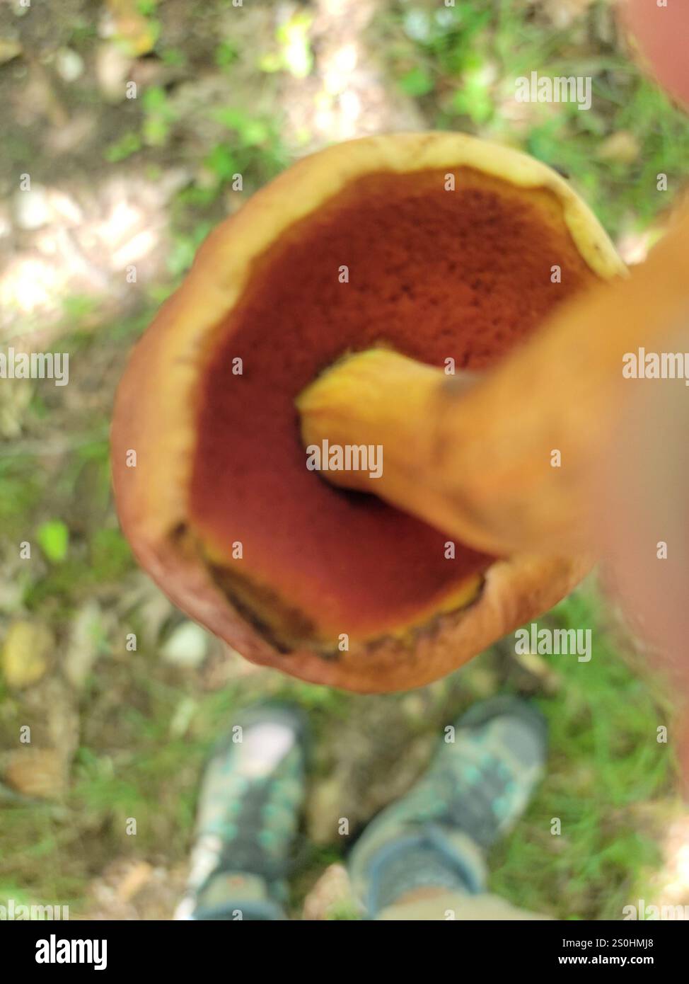 Red-mouth Bolete (Neoboletus subvelutipes Stock Photo - Alamy