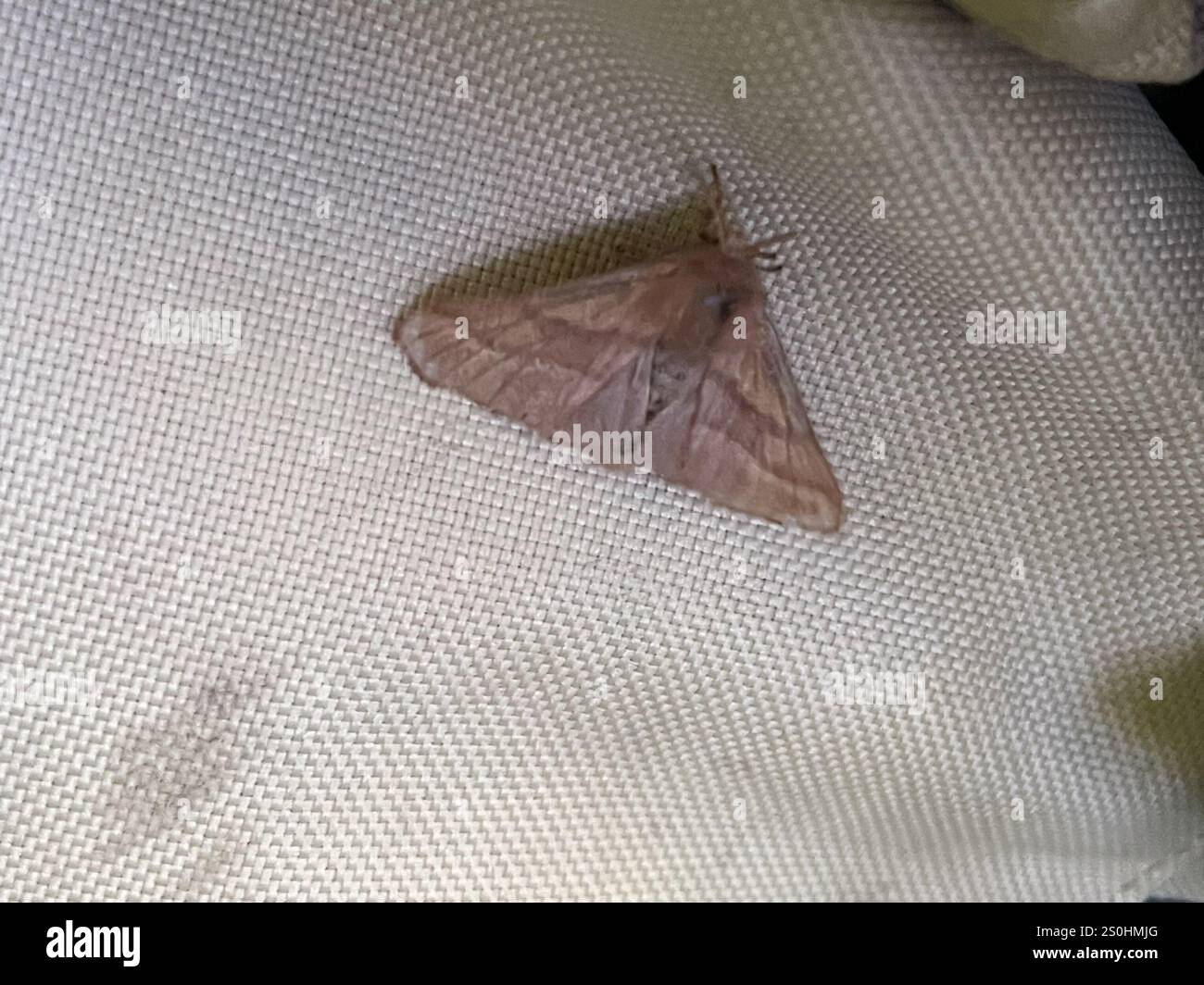 Tent Caterpillar Moths (Malacosoma Stock Photo - Alamy