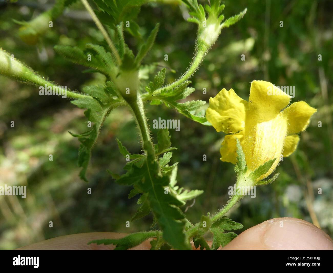clammy false foxglove (Aureolaria pedicularia intercedens Stock Photo ...