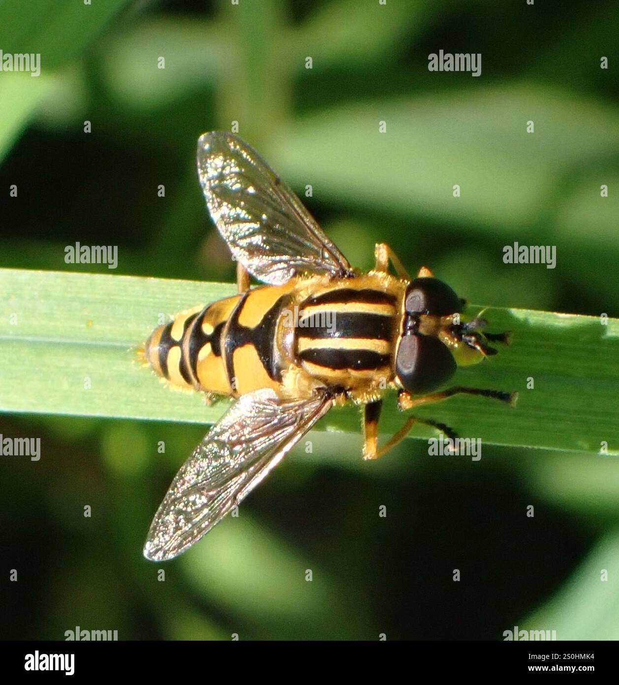 Sun Fly (Helophilus pendulus Stock Photo - Alamy