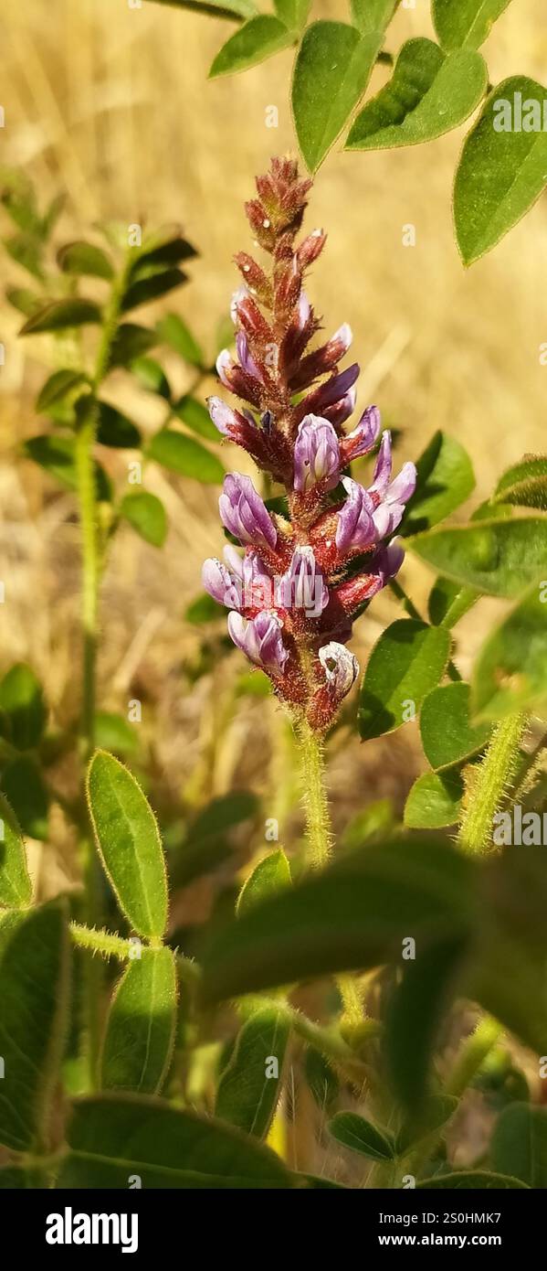 cultivated licorice (Glycyrrhiza glabra Stock Photo - Alamy