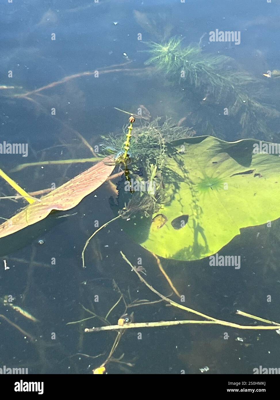 Eurasian water-milfoil (Myriophyllum spicatum Stock Photo - Alamy