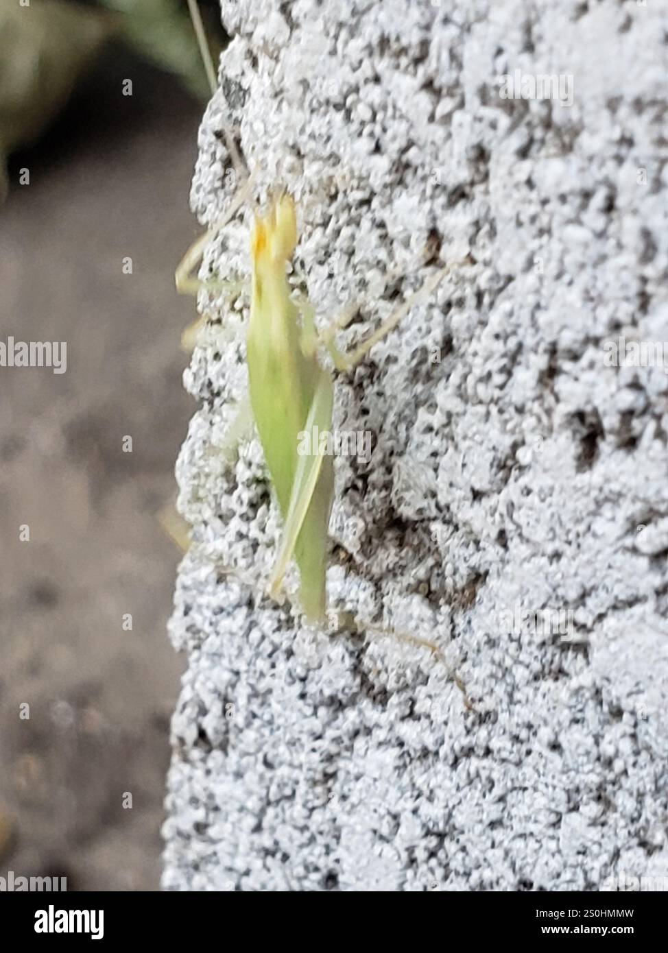 Common Tree Crickets (Oecanthus Stock Photo - Alamy