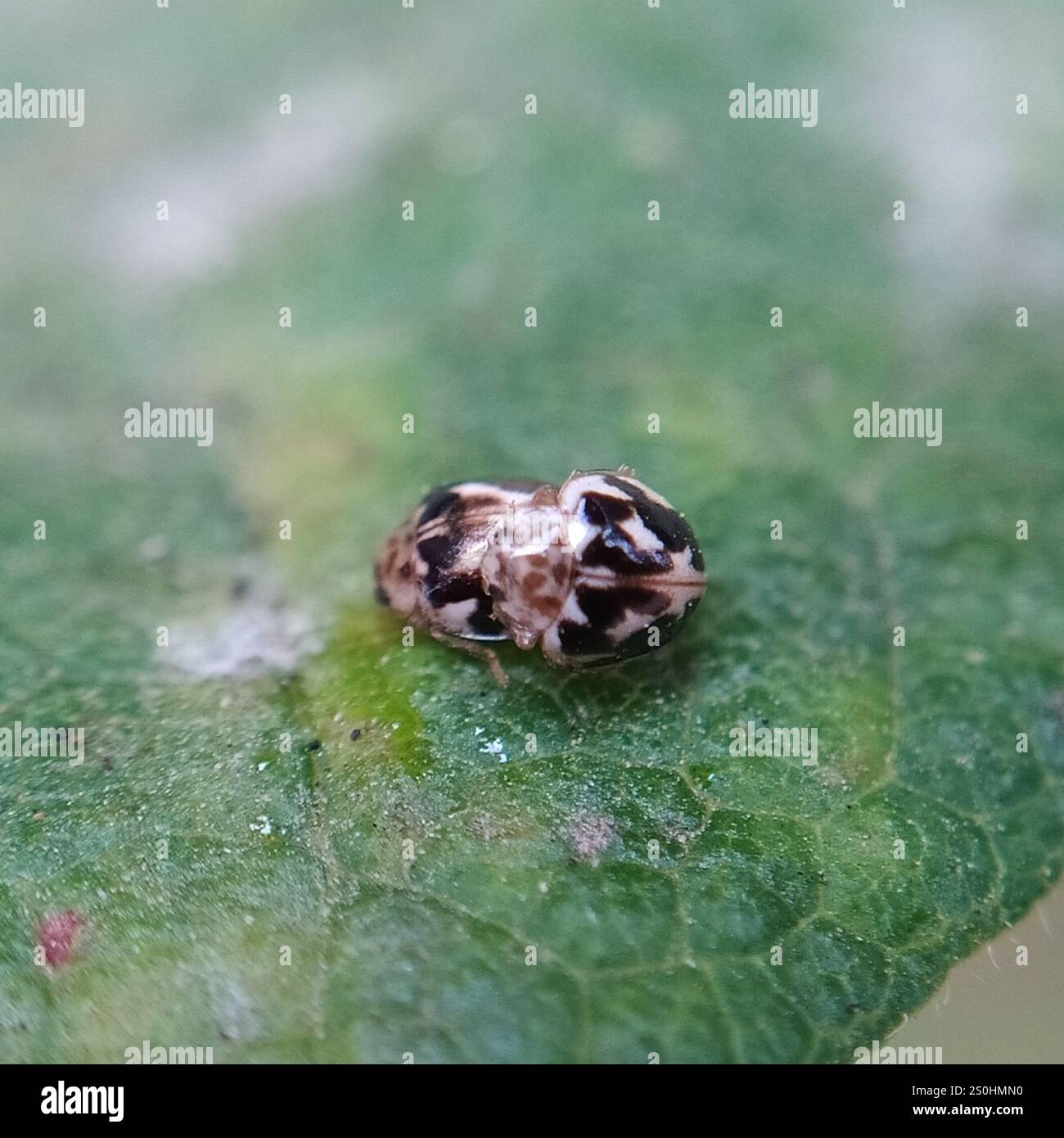Twenty-spotted Lady Beetle (Psyllobora vigintimaculata Stock Photo - Alamy