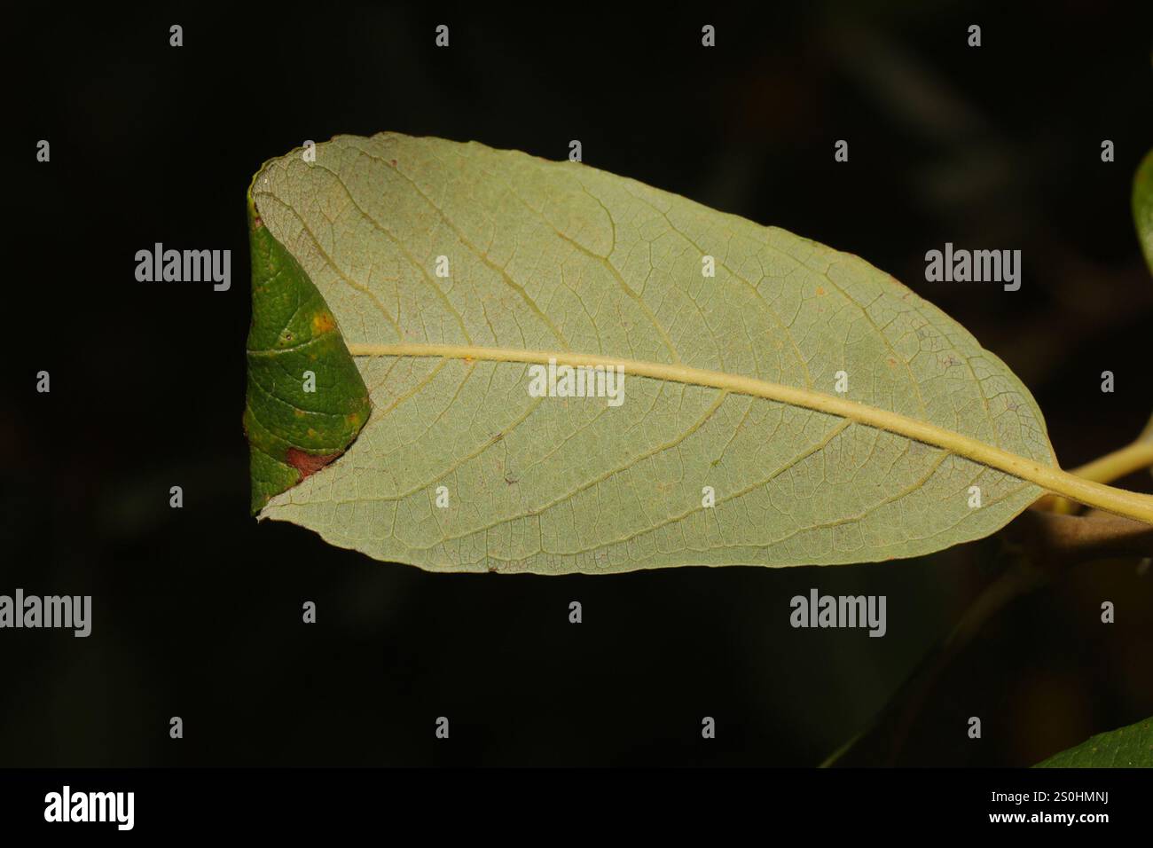 Willow Leafcone Caterpillar Moth (Caloptilia stigmatella Stock Photo ...