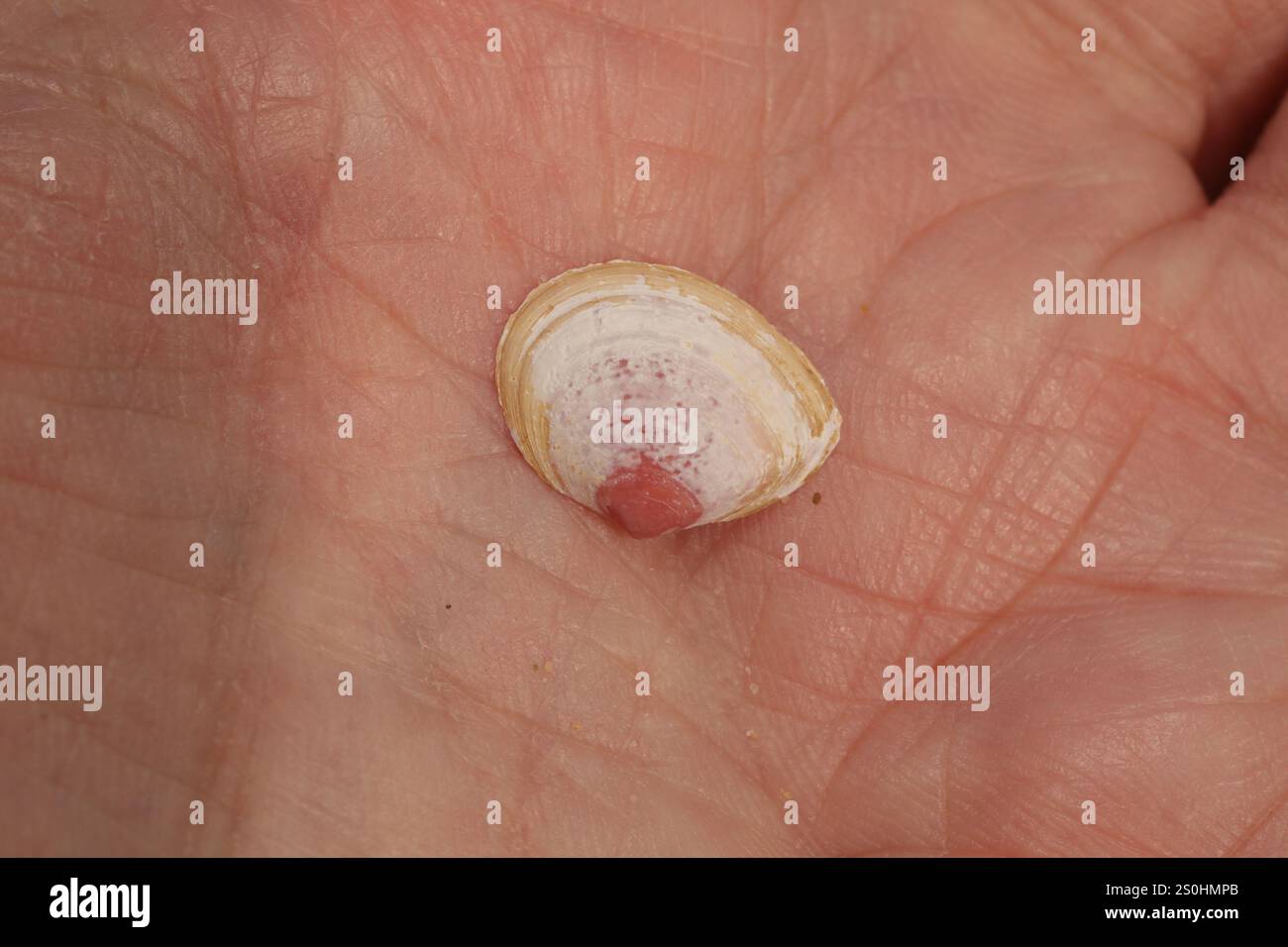 Baltic Macoma (Macoma balthica Stock Photo - Alamy