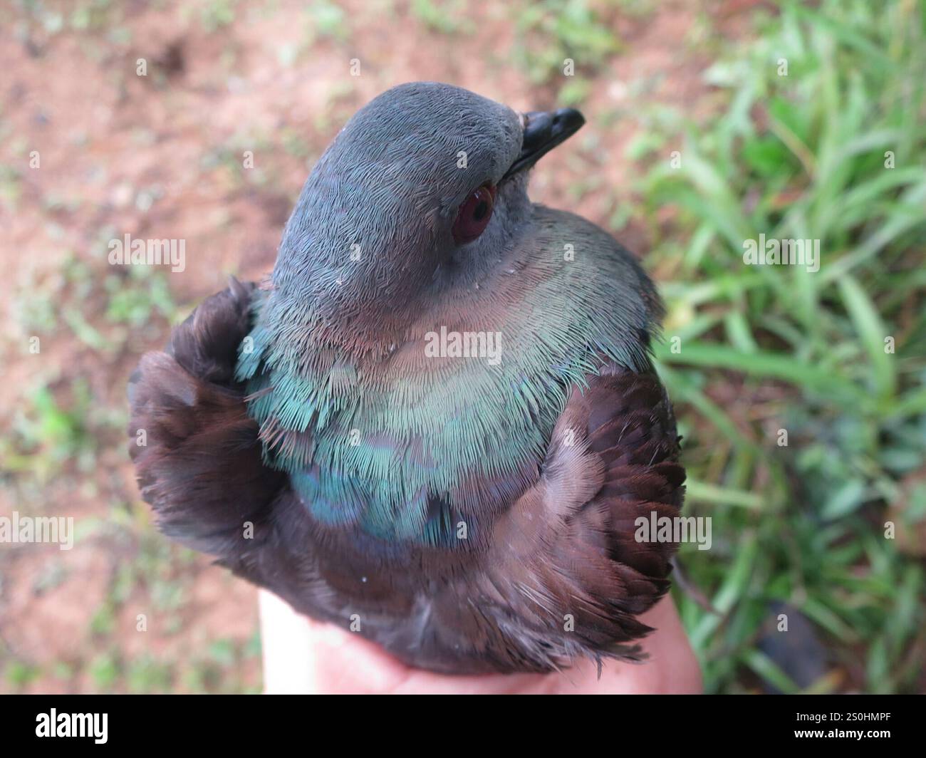 Lemon Dove (São Tomé) (Aplopelia larvata simplex Stock Photo - Alamy