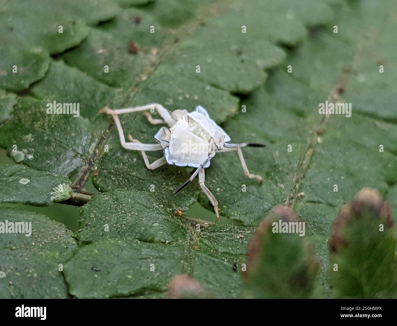 Stink Bugs, Shield Bugs, and Allies (Pentatomoidea Stock Photo - Alamy