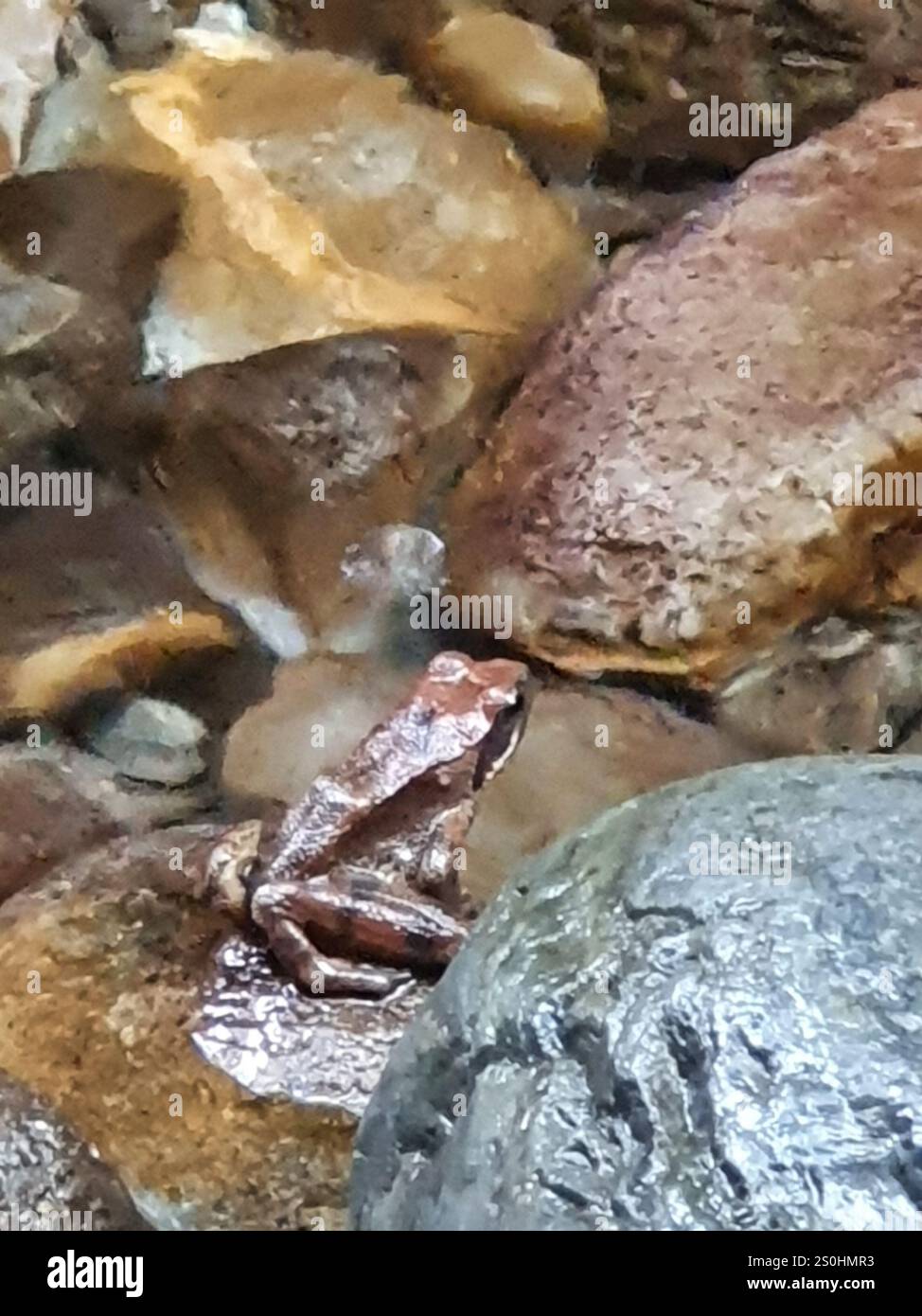 Italian Stream Frog (Rana italica Stock Photo - Alamy