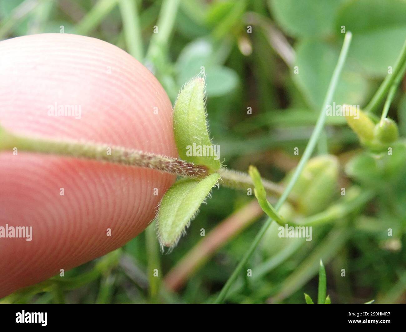 Common mouse-ear chickweed (Cerastium fontanum Stock Photo - Alamy