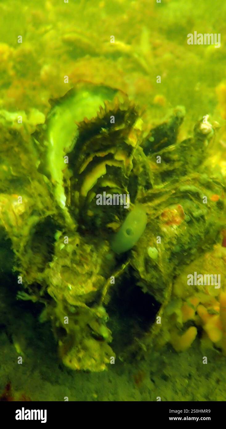 Pacific Oyster (Magallana gigas Stock Photo - Alamy