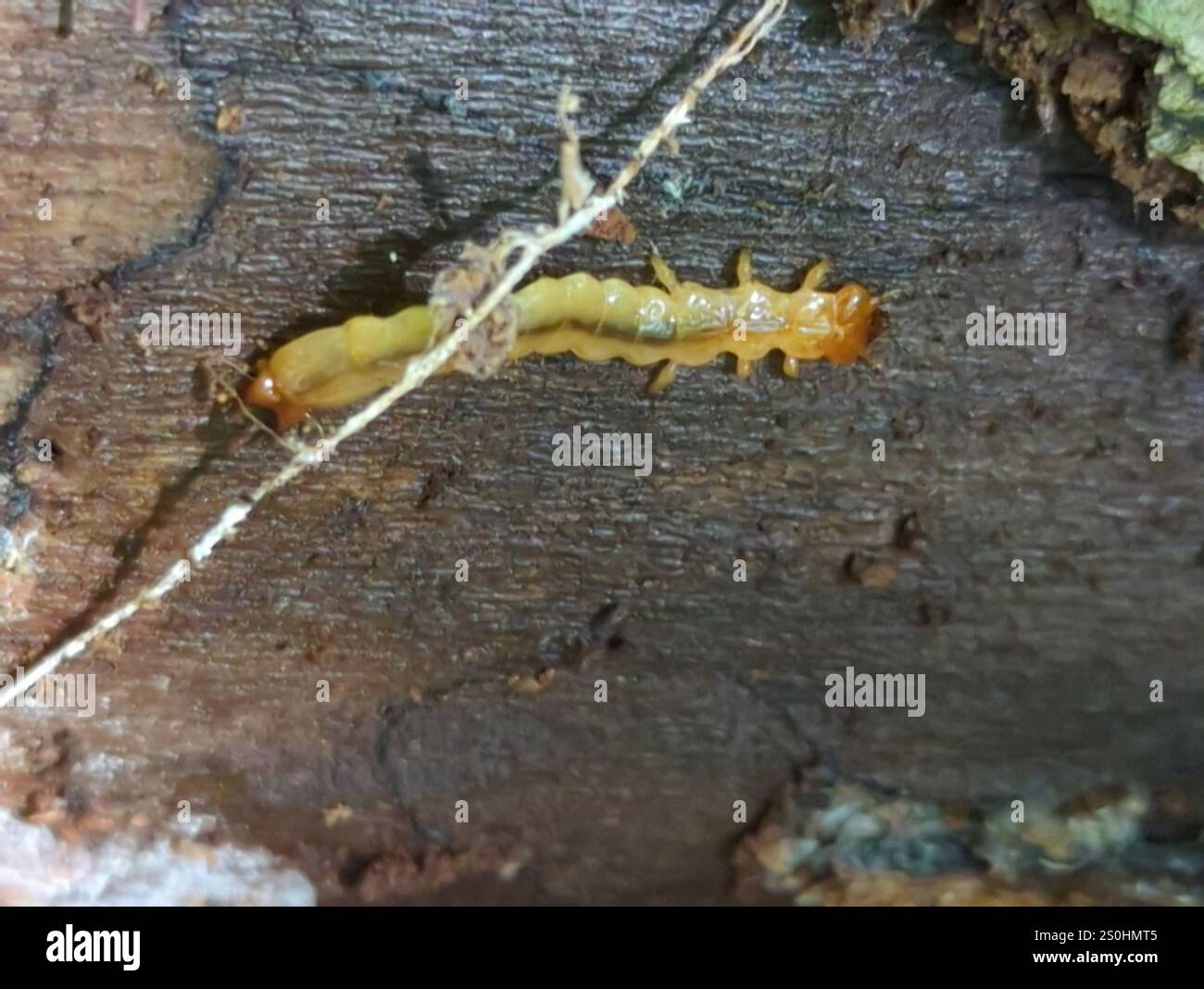Fire-colored Beetles (Pyrochroidae Stock Photo - Alamy