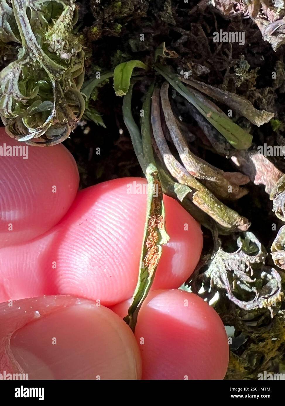 Strap fern (Notogrammitis angustifolia Stock Photo - Alamy