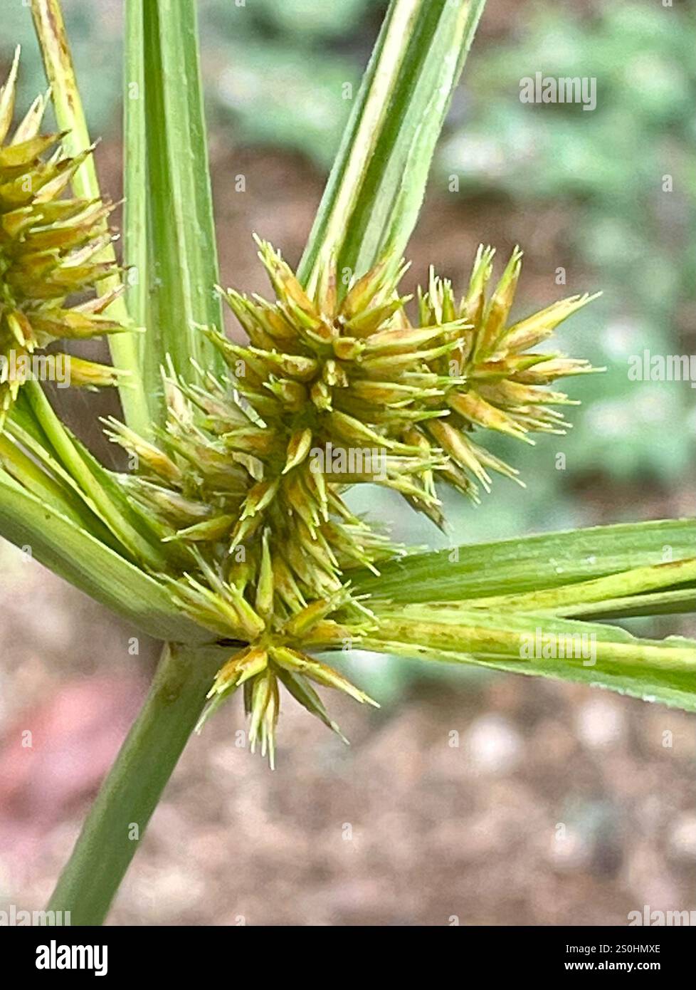 Fragrant flatsedge (Cyperus odoratus Stock Photo - Alamy