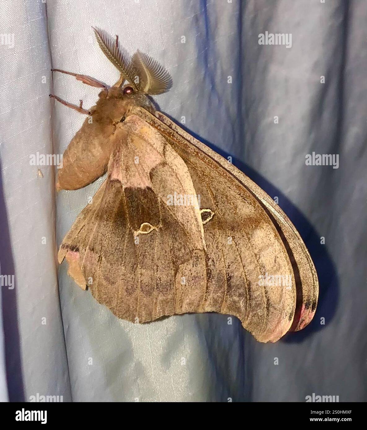 Polyphemus Moth (Antheraea polyphemus Stock Photo - Alamy