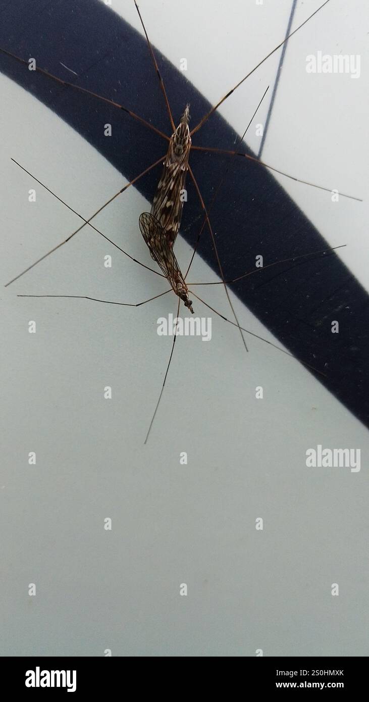 Typical Crane Flies (Tipuloidea Stock Photo - Alamy