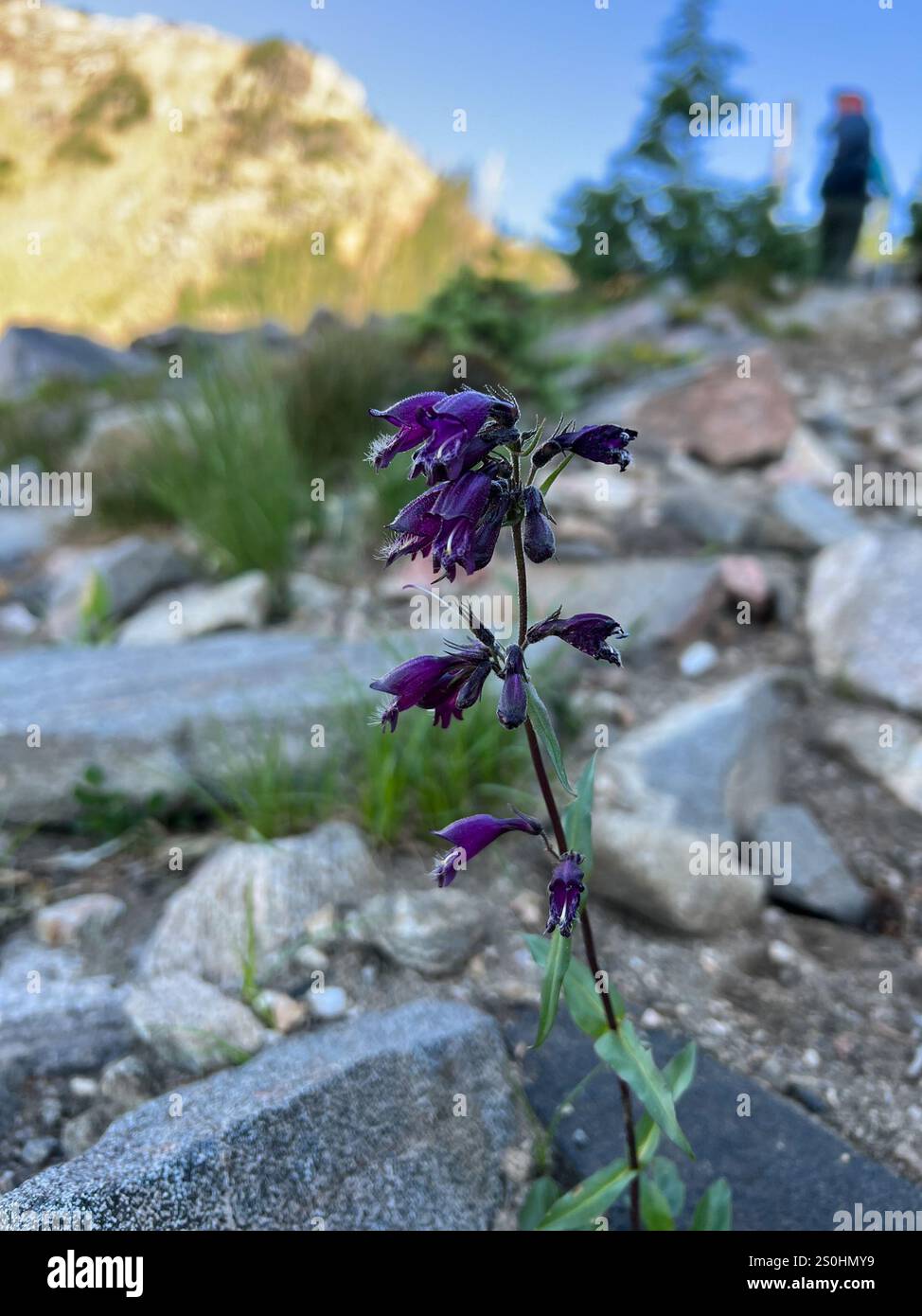 Whipple's penstemon (Penstemon whippleanus Stock Photo - Alamy