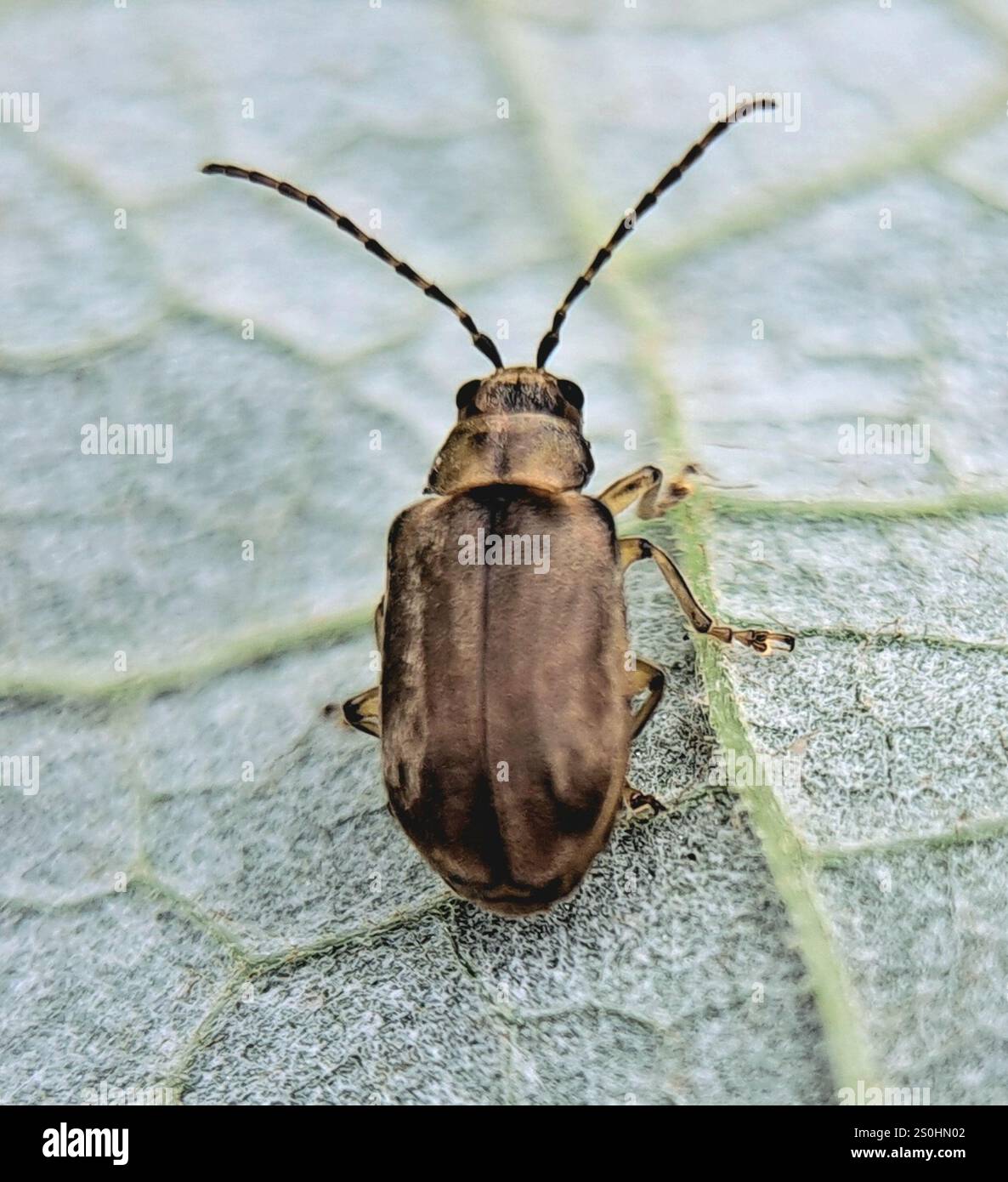 Viburnum Leaf Beetle (Pyrrhalta viburni Stock Photo - Alamy
