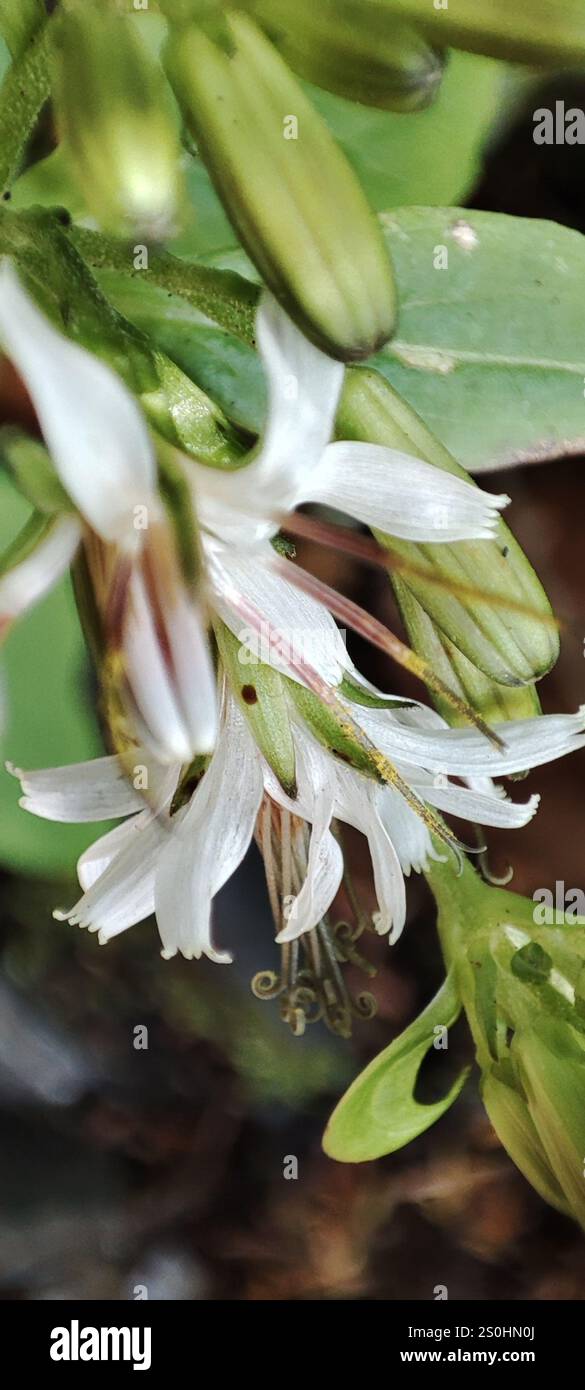 western rattlesnake root (Nabalus alatus Stock Photo - Alamy