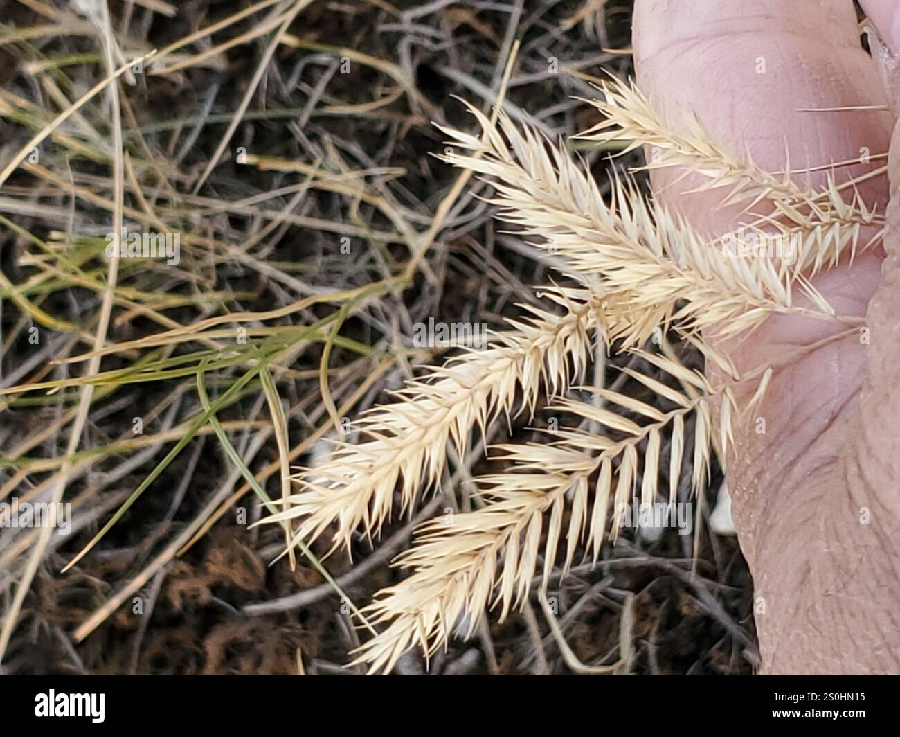 Crested Wheatgrass (Agropyron cristatum Stock Photo - Alamy