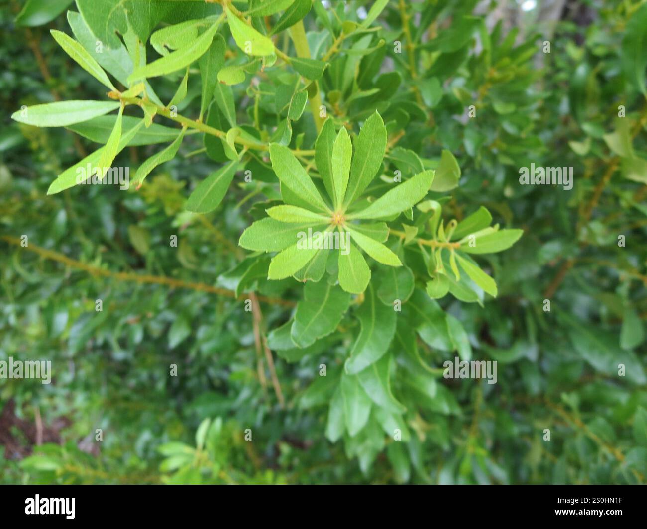 wax myrtle (Morella cerifera Stock Photo - Alamy