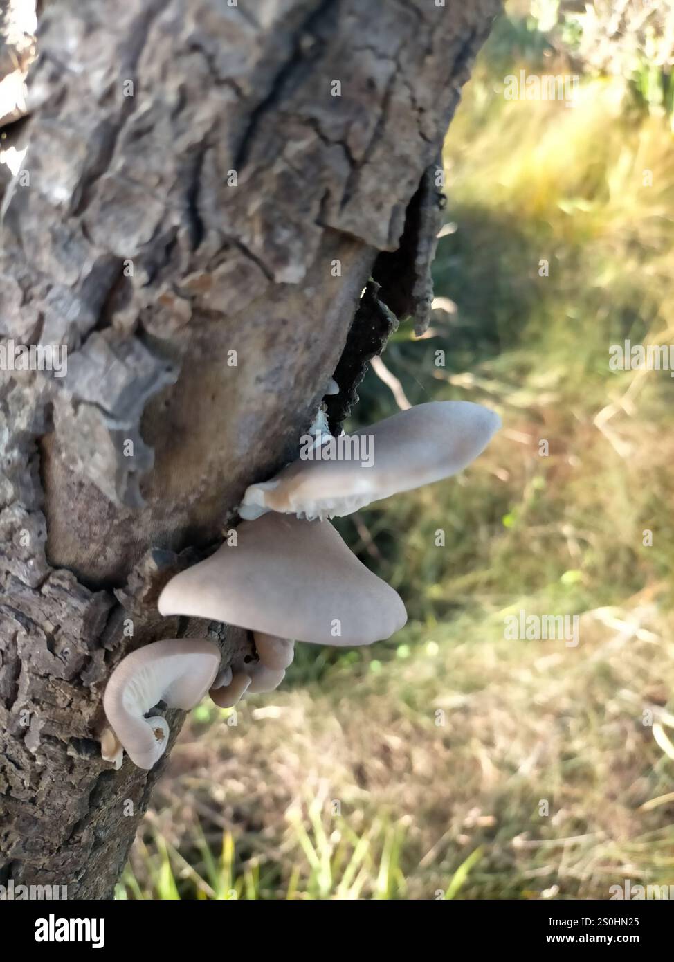 Brown Oyster Mushroom (Pleurotus australis Stock Photo - Alamy