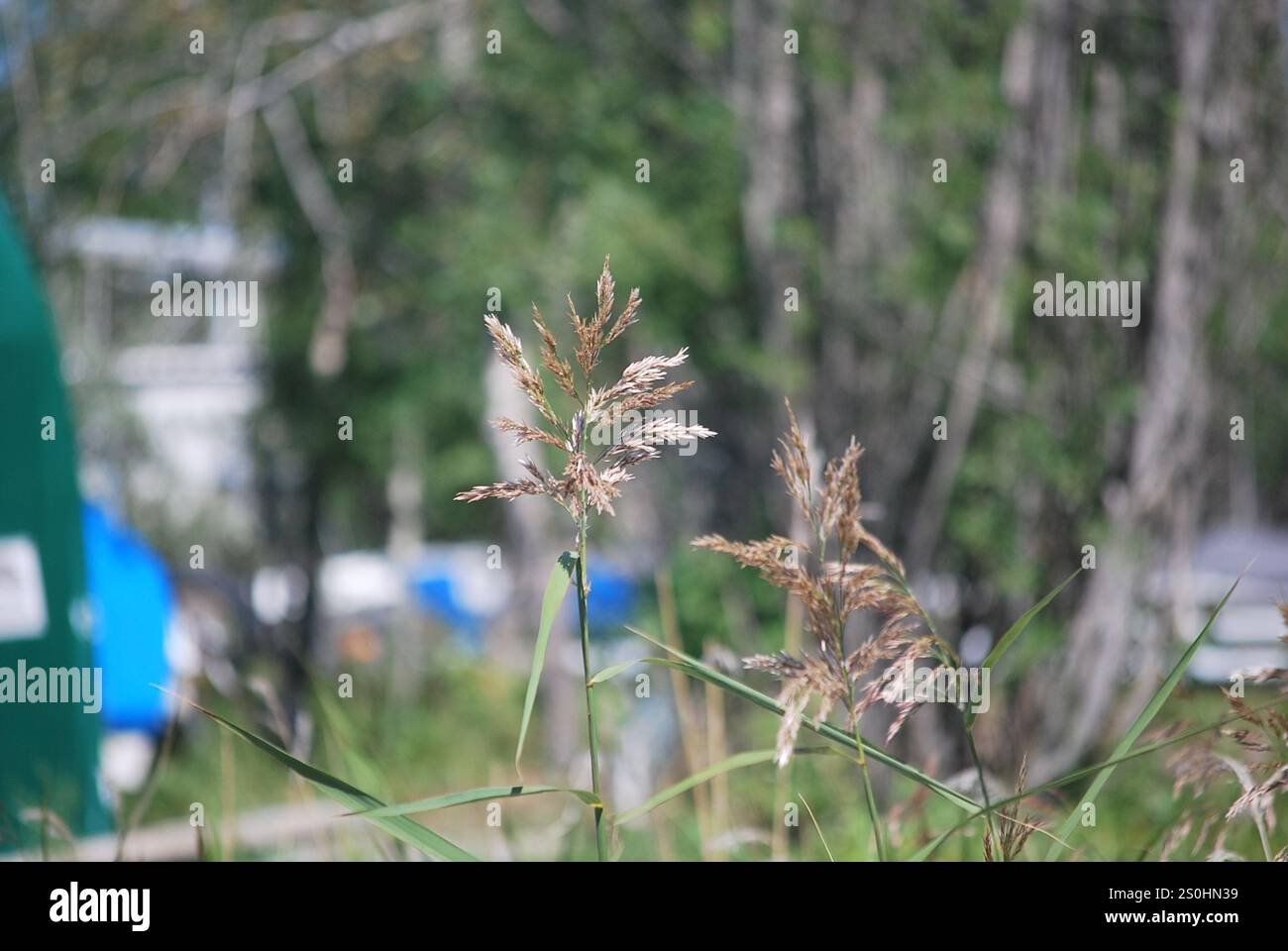 canadian bluejoint (Calamagrostis canadensis Stock Photo - Alamy