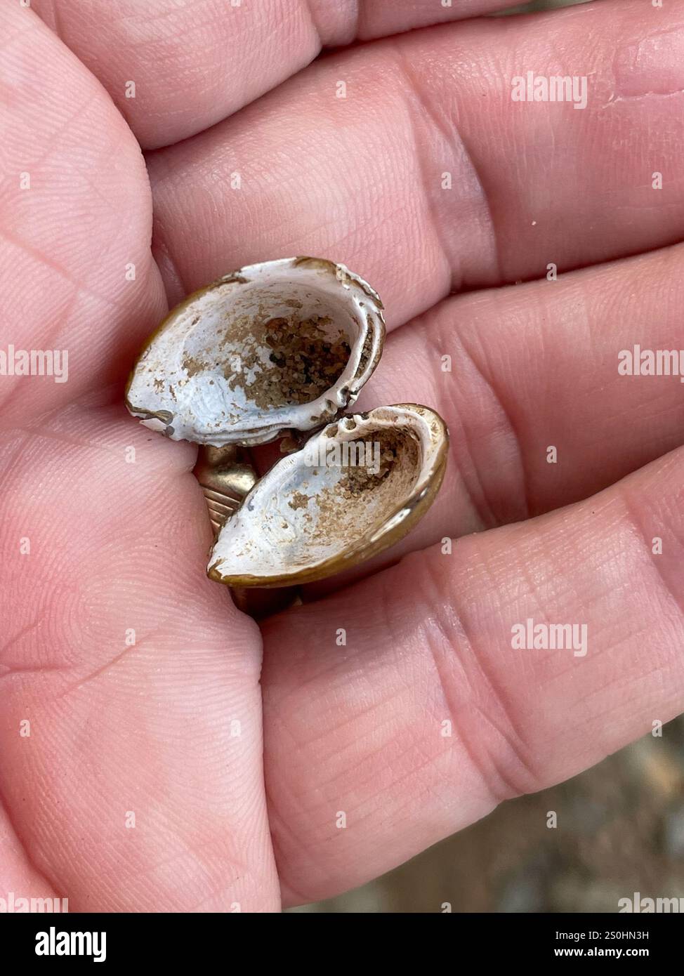 Asian Clam (Corbicula fluminea Stock Photo - Alamy