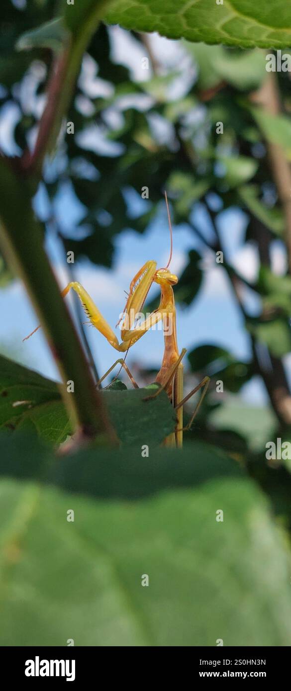 European Mantis (Mantis religiosa Stock Photo - Alamy