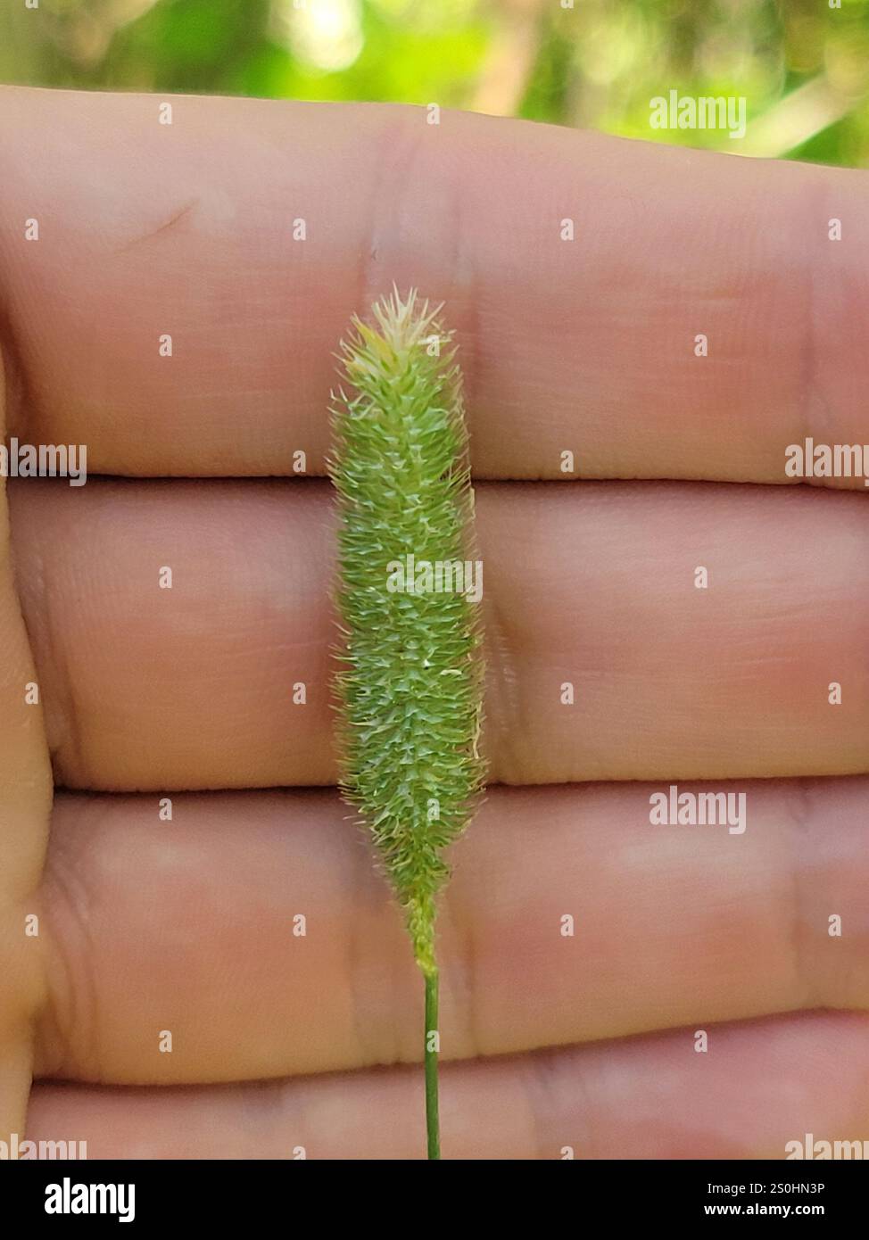 Timothy grass (Phleum pratense Stock Photo - Alamy