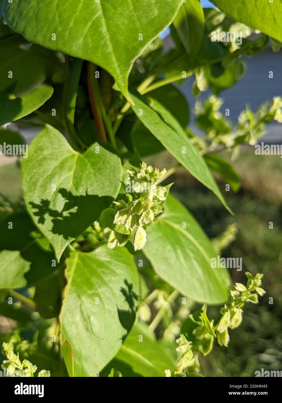 climbing false buckwheat (Fallopia scandens Stock Photo - Alamy