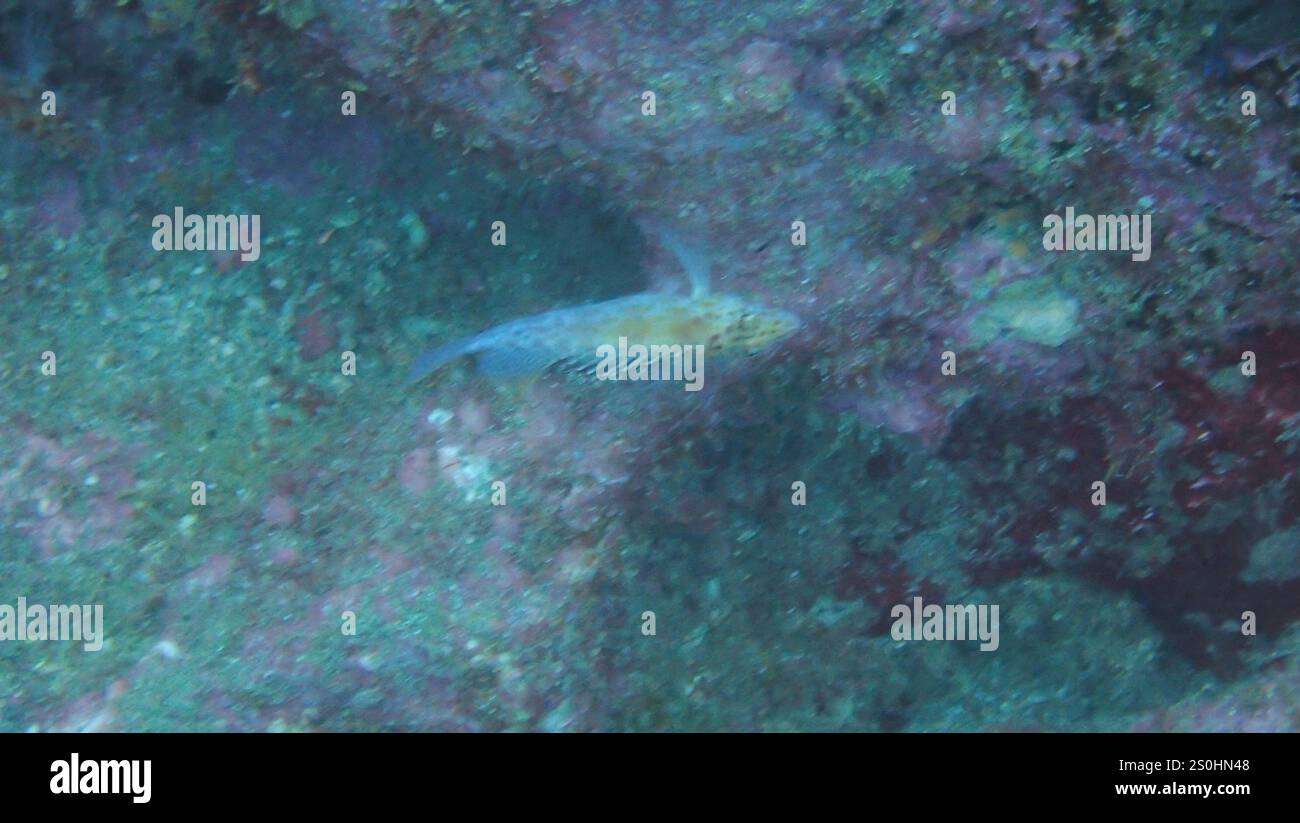 Pixy Hawkfish (Cirrhitichthys oxycephalus Stock Photo - Alamy
