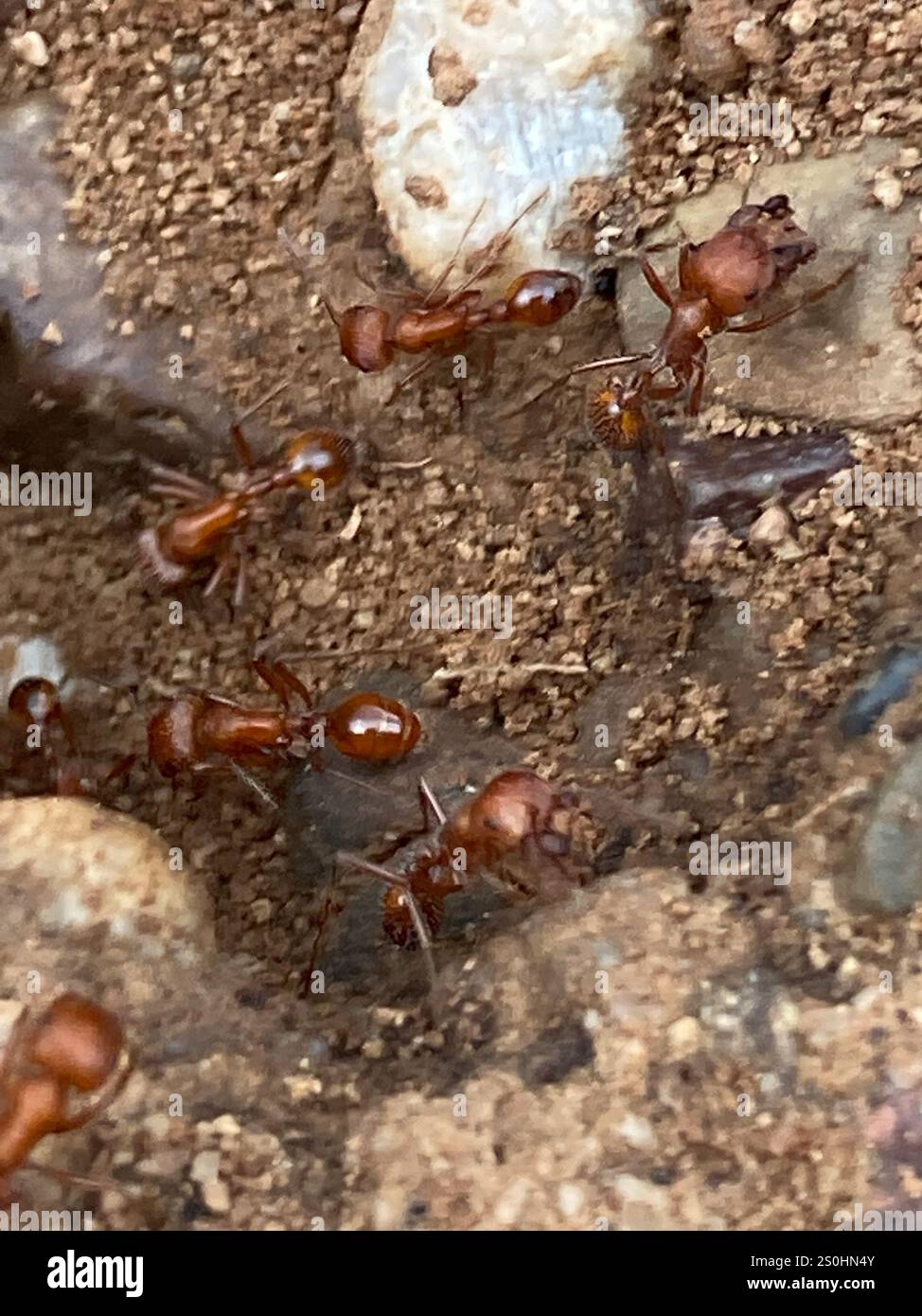 Californicus-group Harvester Ants (Pogonomyrmex californicus Stock ...
