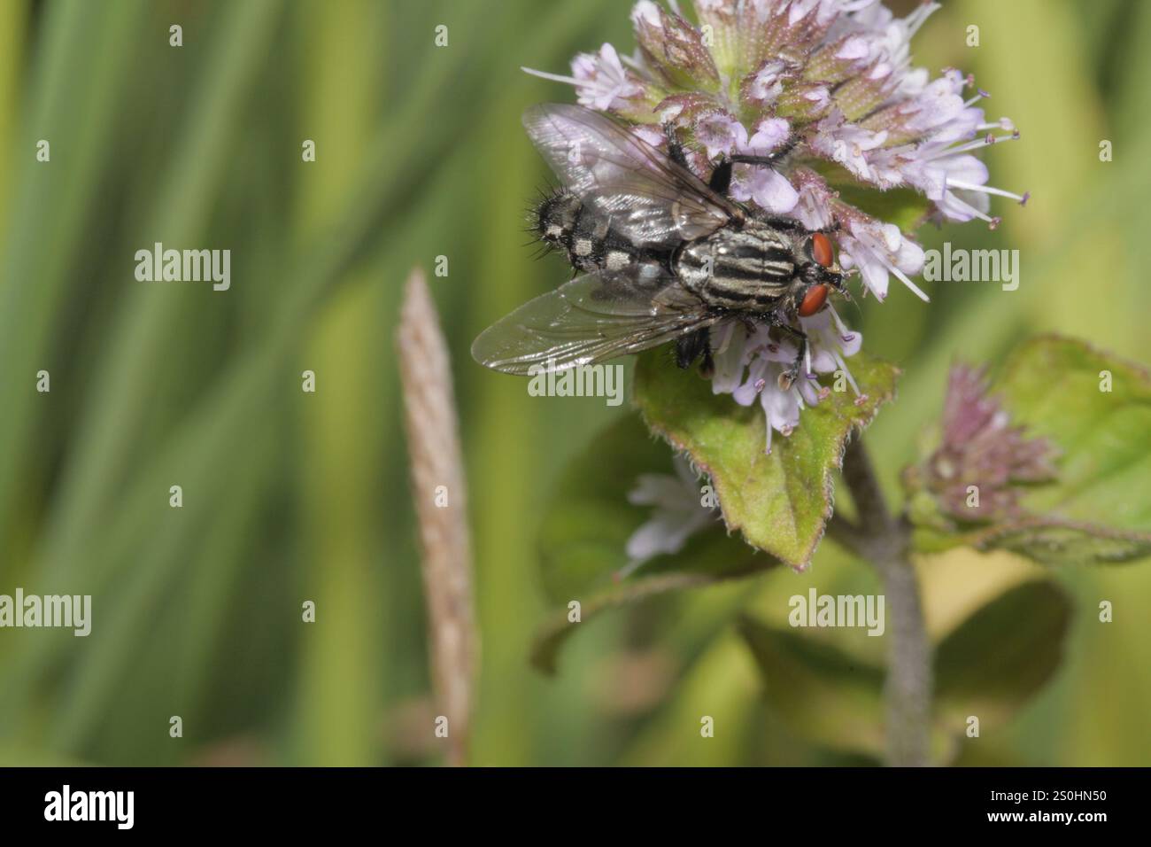 Common Flesh Flies (Sarcophaga Stock Photo - Alamy