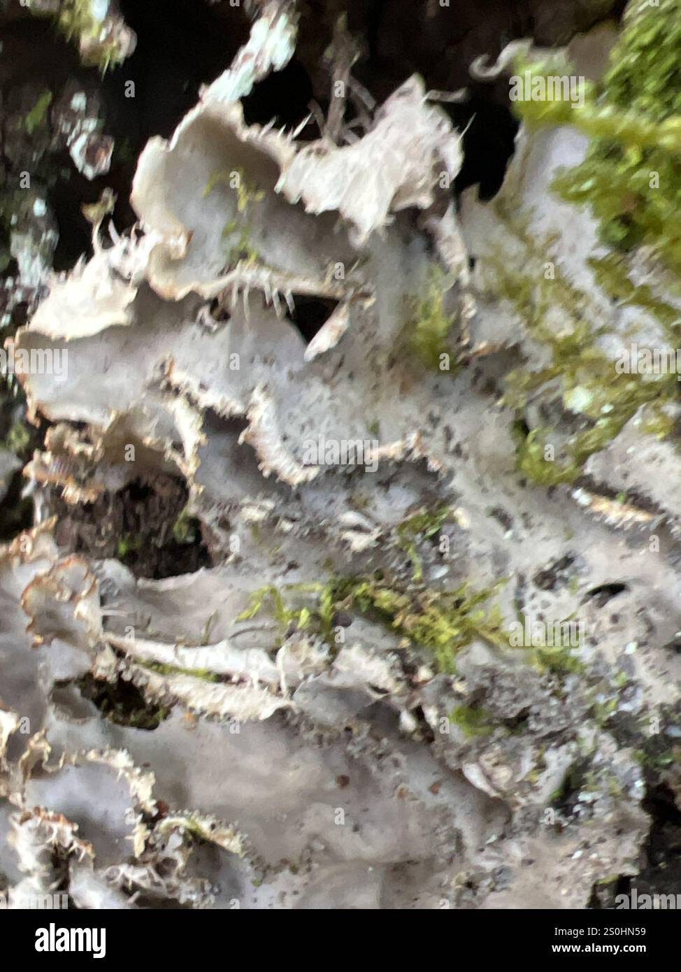 scaly pelt lichen (Peltigera praetextata Stock Photo - Alamy