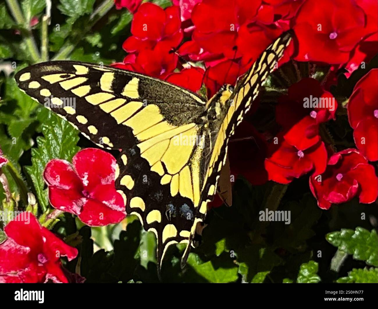 Oregon Swallowtail (Papilio bairdii oregonia Stock Photo - Alamy