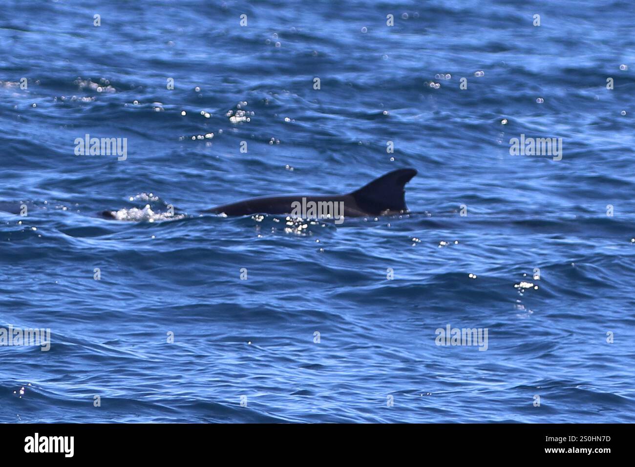 Pygmy Killer Whale (Feresa attenuata Stock Photo - Alamy