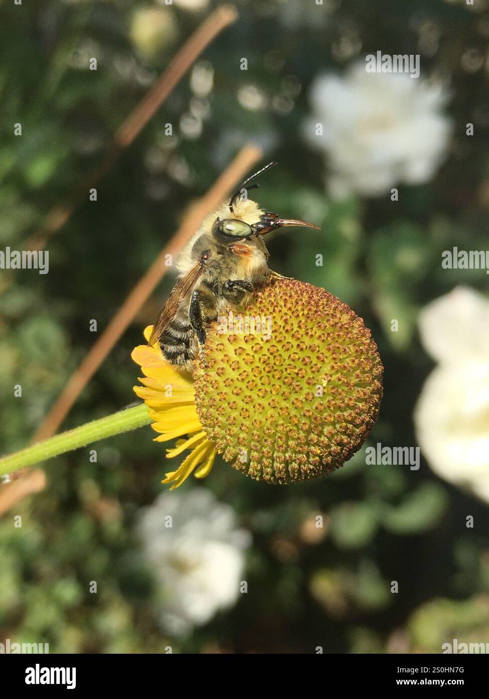 Western Leafcutter Bee (Megachile perihirta Stock Photo - Alamy