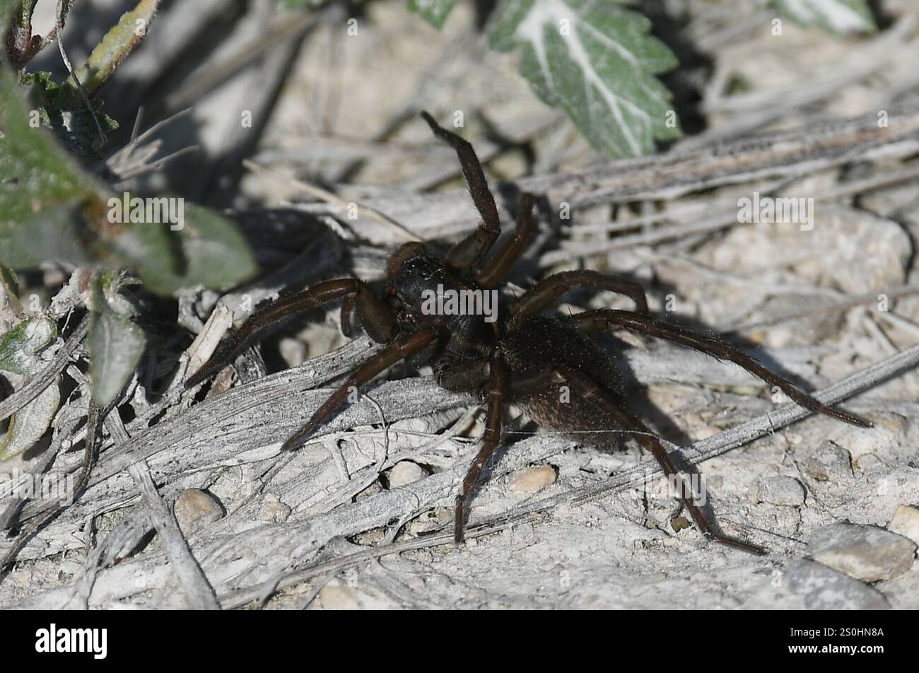 Wetland Giant Wolf Spider (Tigrosa helluo Stock Photo - Alamy