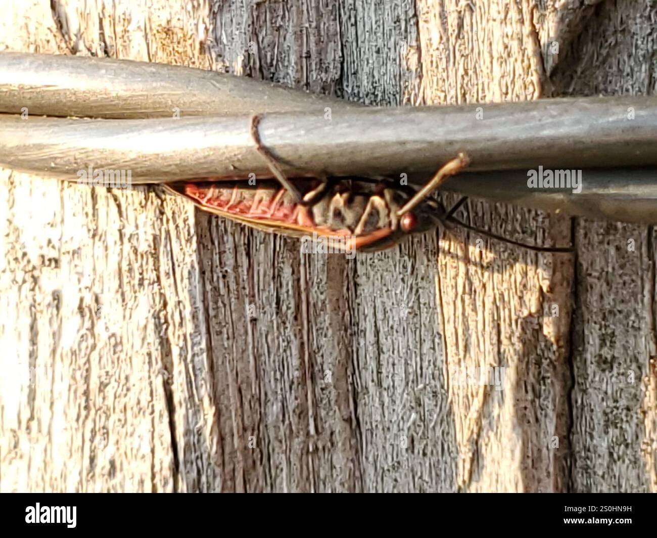 Eastern Boxelder Bug (Boisea trivittata Stock Photo - Alamy