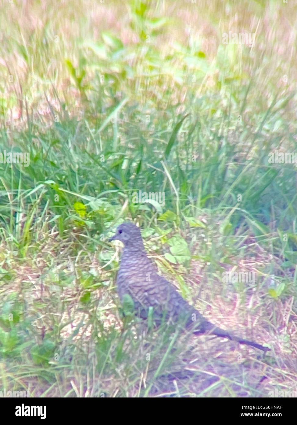 Inca Dove (Columbina inca Stock Photo - Alamy