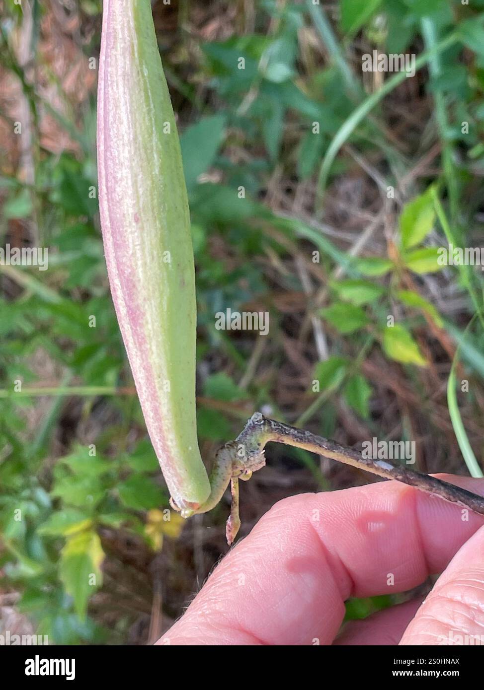 green comet milkweed (Asclepias viridiflora Stock Photo - Alamy