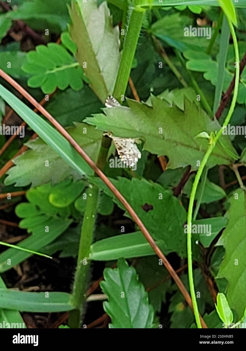 Stained-glass Moth (Samea castellalis Stock Photo - Alamy