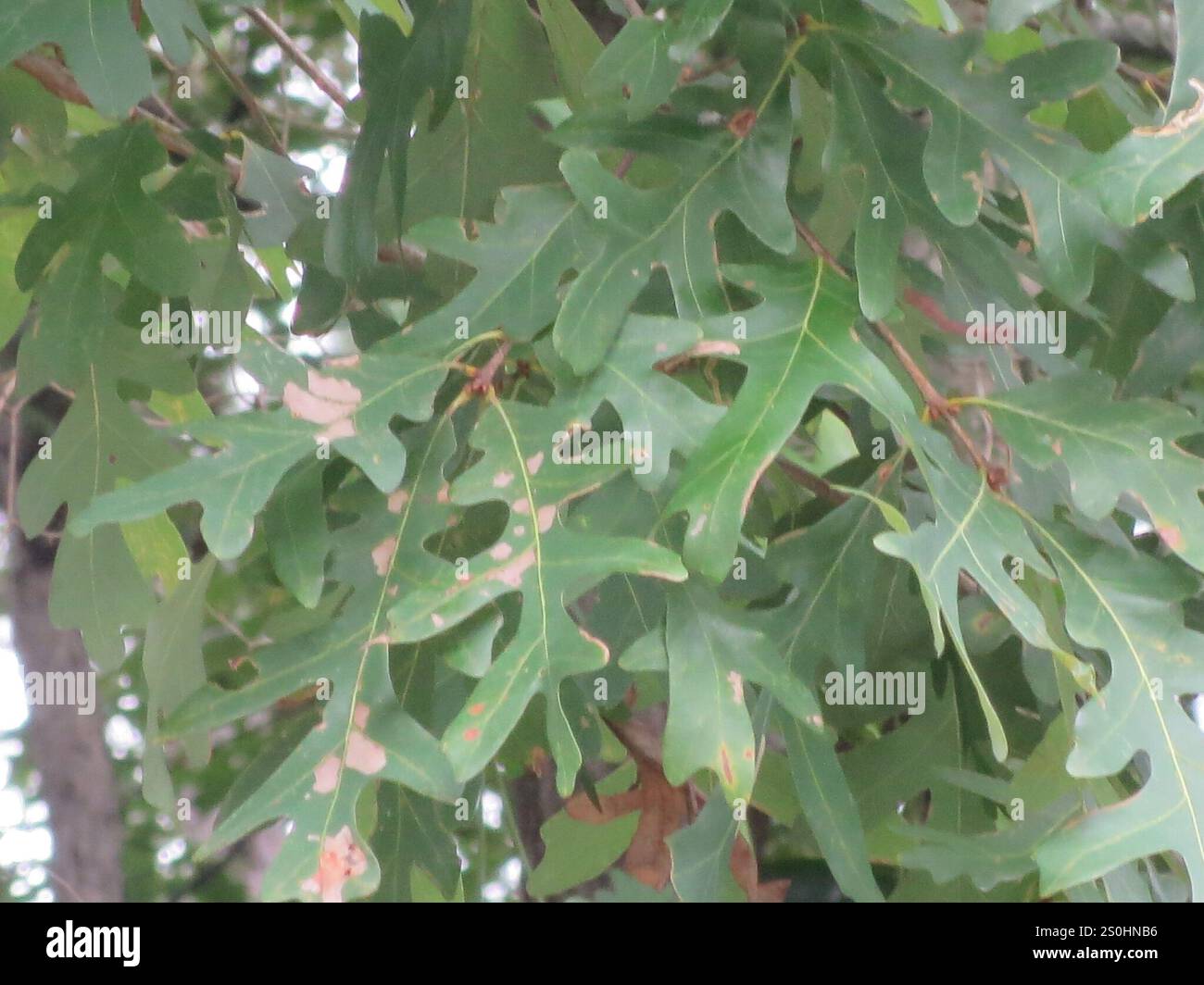 white oak (Quercus alba Stock Photo - Alamy