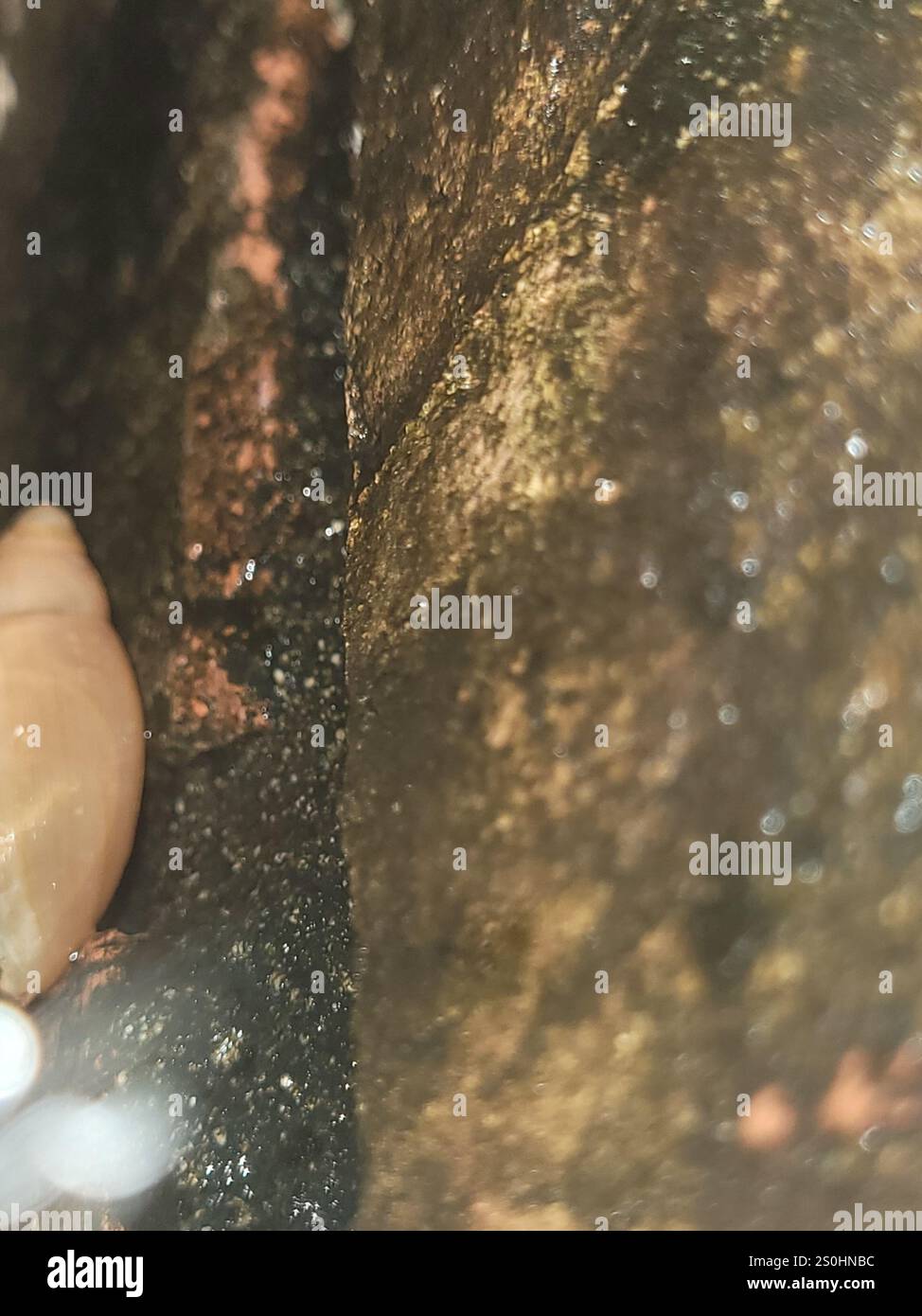 Rosy Wolfsnail (Euglandina rosea Stock Photo - Alamy