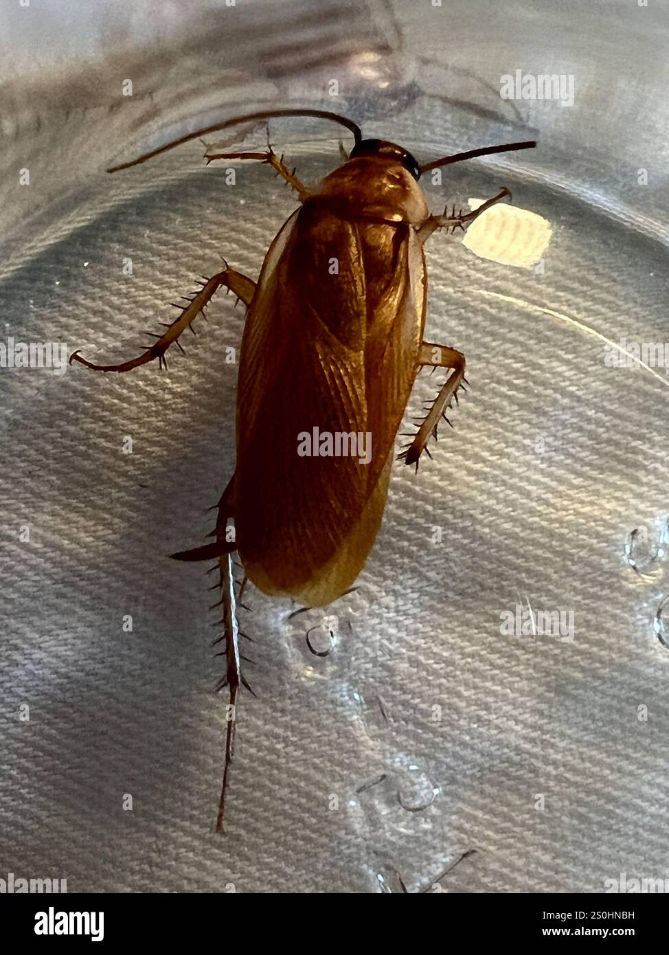 Turkestan Cockroach (Periplaneta lateralis Stock Photo - Alamy