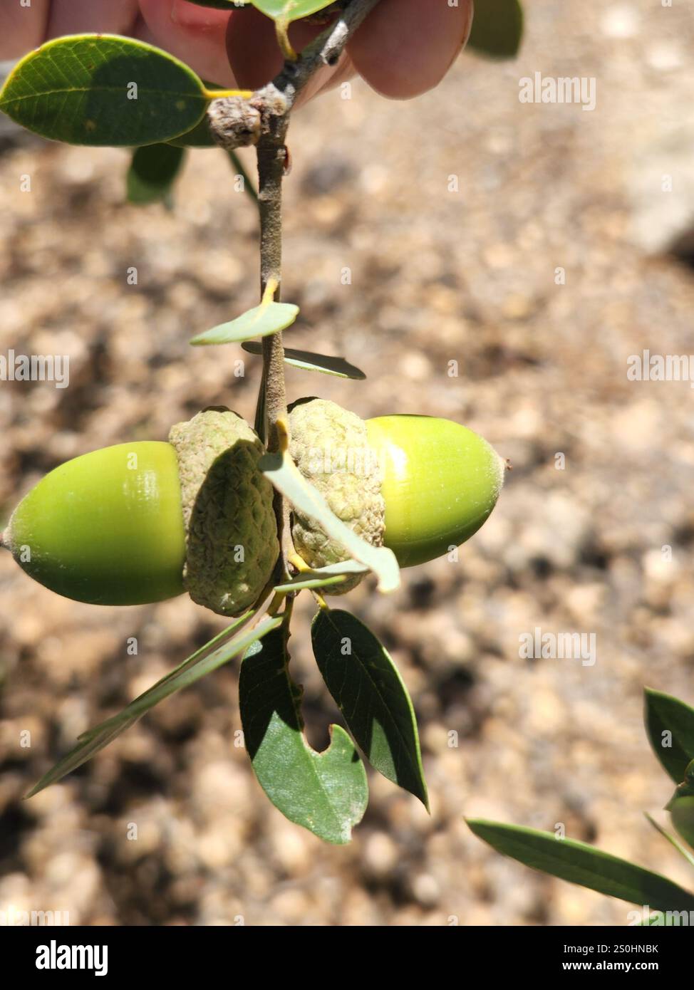 canyon live oak (Quercus chrysolepis Stock Photo - Alamy