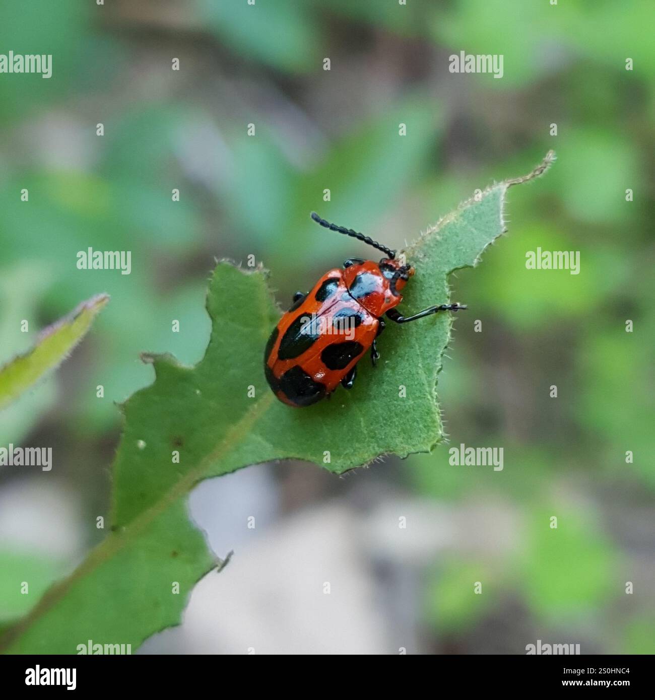 9-Spotted Leaf Beetle (Phyllocharis cyanicornis Stock Photo - Alamy