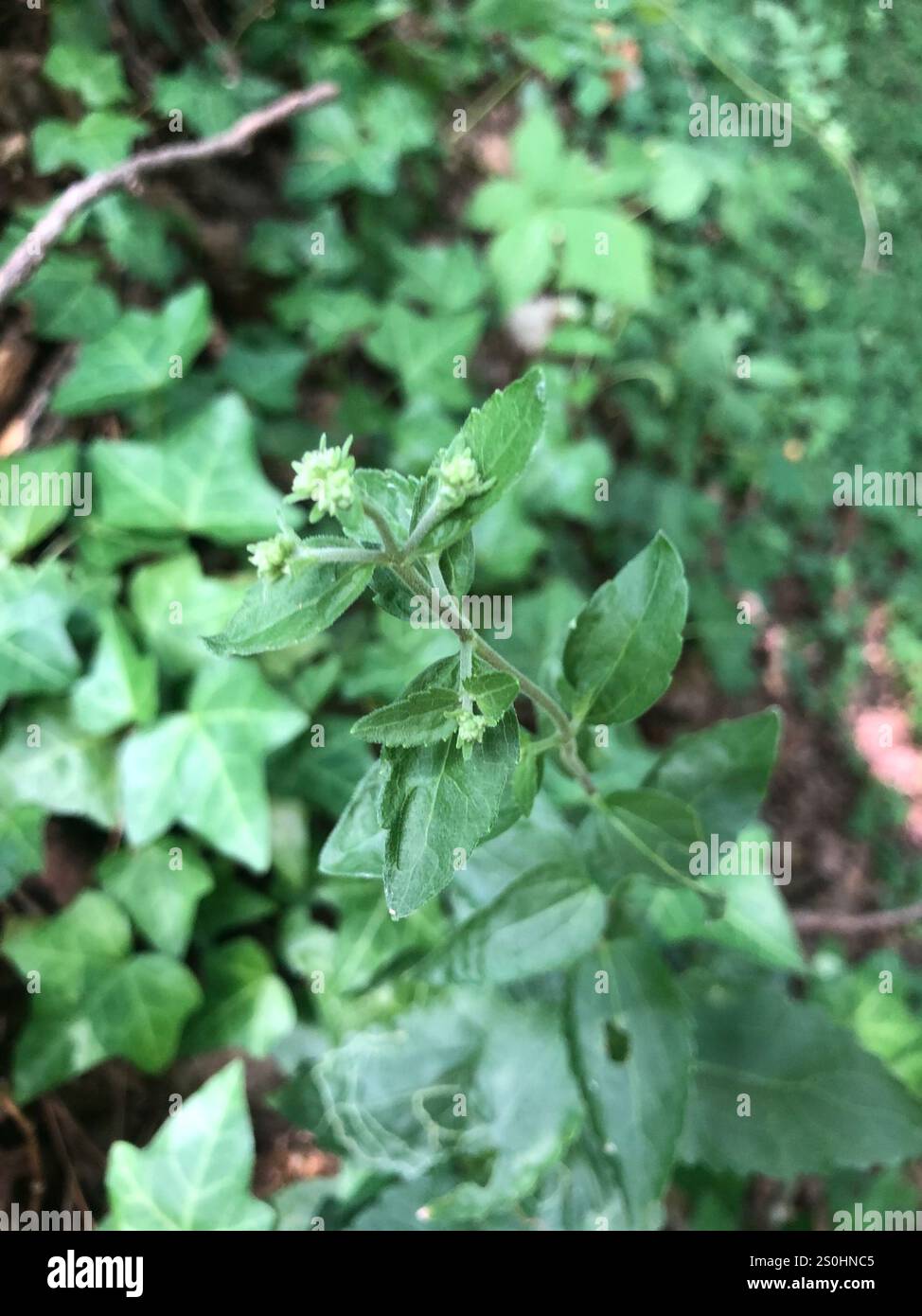 smaller white snakeroot (Ageratina aromatica Stock Photo - Alamy